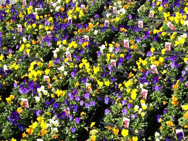 Viola Viola Cornuta Penny All Season Mix from American Farms