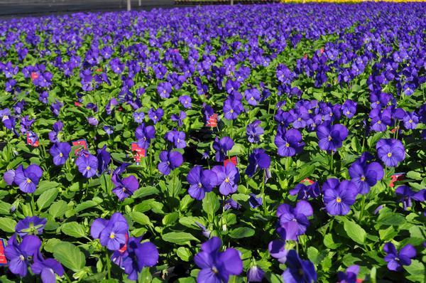 Viola Viola Cornuta Penny Blue from American Farms