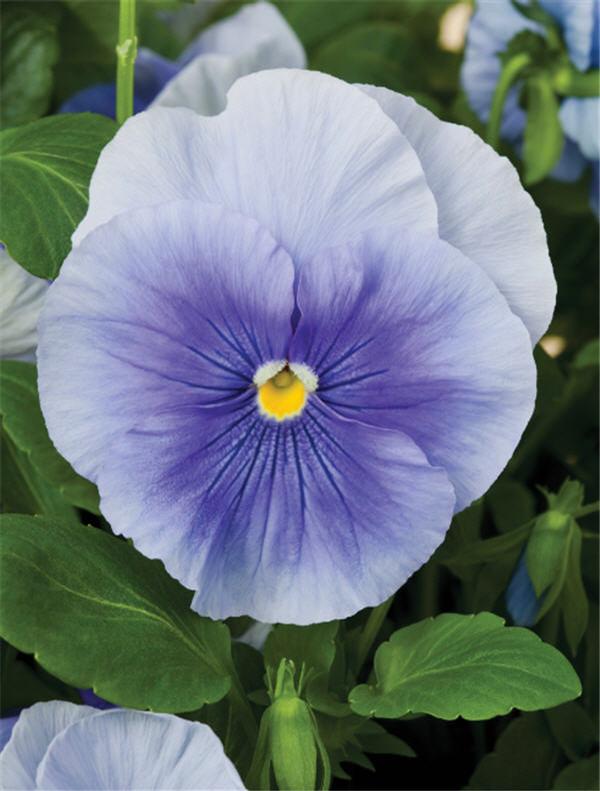 Pansy Pansy (Viola) Delta Pure Light Blue from American Farms