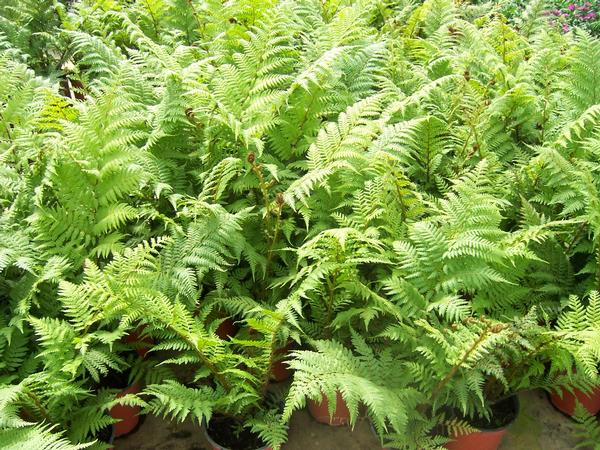 Australian Tree Fern Australian Tree Fern Green from American Farms