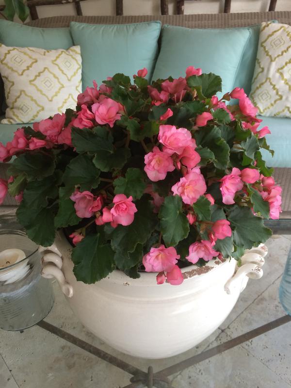 Begonia Rieger Begonia Rieger Glory Pink from American Farms