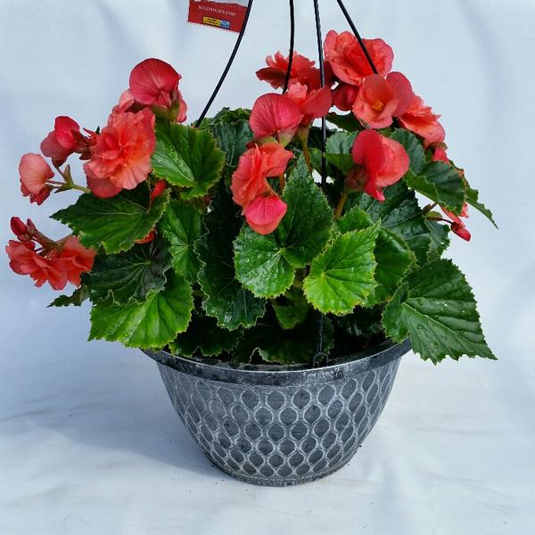 Begonia Begonia X Hybrid Solenia Salmon Coral from American Farms