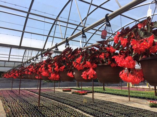 Angelwing Begonia Begonia X Hybrid Torch Red from American Farms