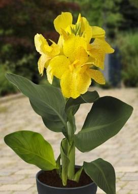 Canna CannaSol Canna CannaSol Happy Green Leaf Emily Yellow from ...