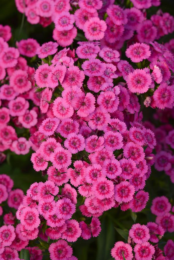 Dianthus Dianthus Jolt Pink from American Farms