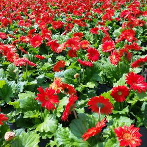 Gerbera Daisy Gerbera Jaguar Deep Orange from American Farms