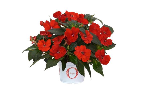 Sunstanding Impatiens Impatiens - Sunstanding X Hawkeri Fire Red (Red ...