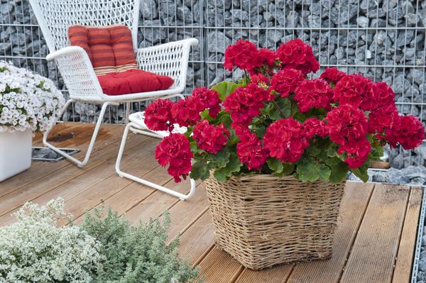 Geranium Big Eeze Geranium (Pelargonium) Big Eeze Neon Violet from ...