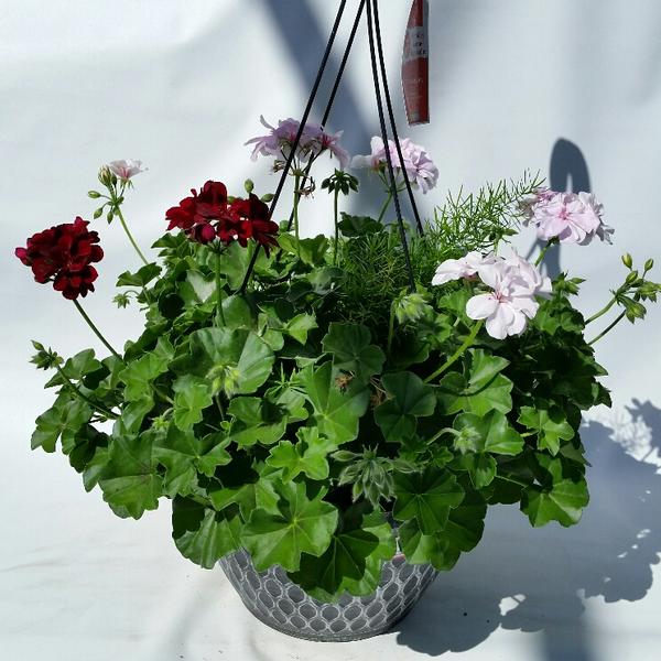 Geranium Ivy Jazz Geranium Ivy Jazz Great Balls of Fire Merlot' With ...
