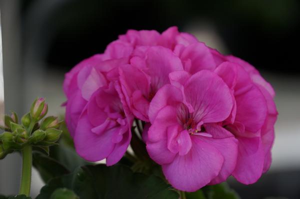 Geranium Combo Geranium Combo Survivor Indigo Sky' & 'Survivor Baby ...