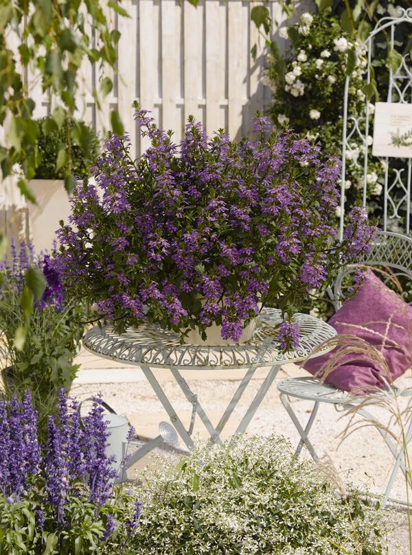 Scaevola Scaevola Scala Blue from American Farms