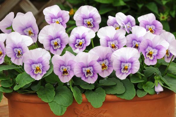 Viola Viola Sorbet Xp Pink Halo from American Farms