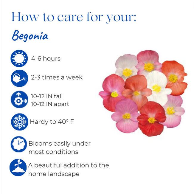 Begonia Rieger Begonia Rieger Dreamsgarden Macarouge from American Farms