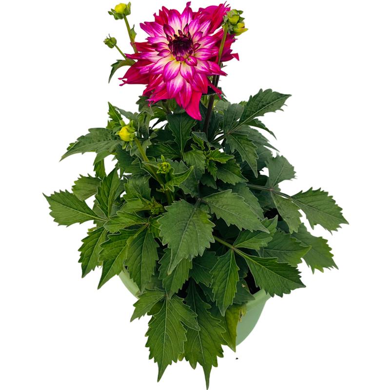 Dahlia Dahlia Mega Bloom Berry Blast from American Farms