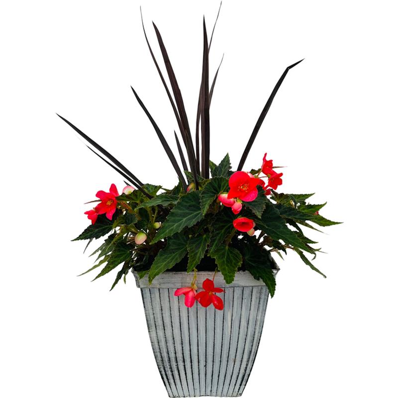 Begonia Iconia Begonia Iconia First Kiss Hot Pink from American Farms