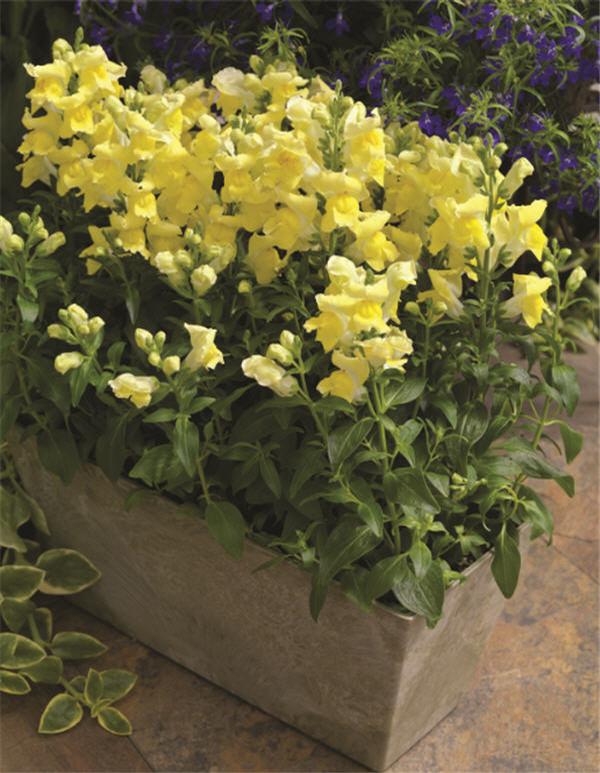 Snapdragon Snapdragon (Antirrhinum) Montego Yellow from American Farms