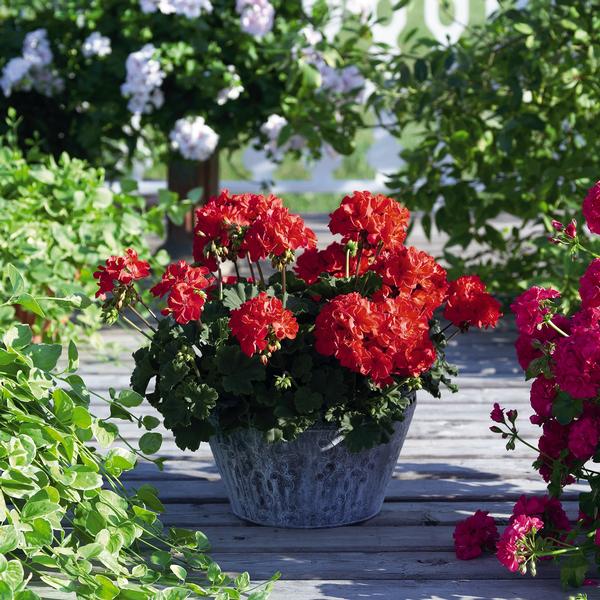 Geranium Geranium (Pelargonium) Savannah Red from American Farms