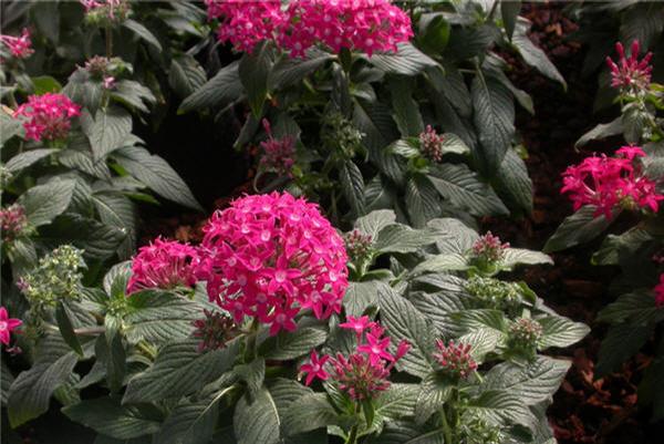 Pentas Pentas Lanceolata Graffiti Rose from American Farms
