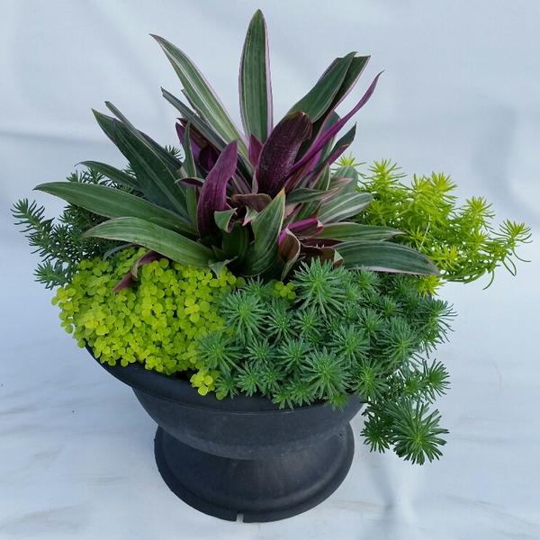 Sedum Sedum Combination from American Farms
