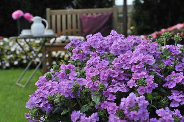 Verbena Trailing Verbena X Hybrid Empress Flair Lavender Blue from ...