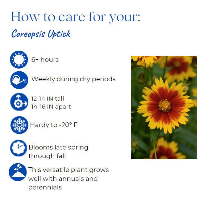 Coreopsis Coreopsis Uptick Gold And Bronze from American Farms