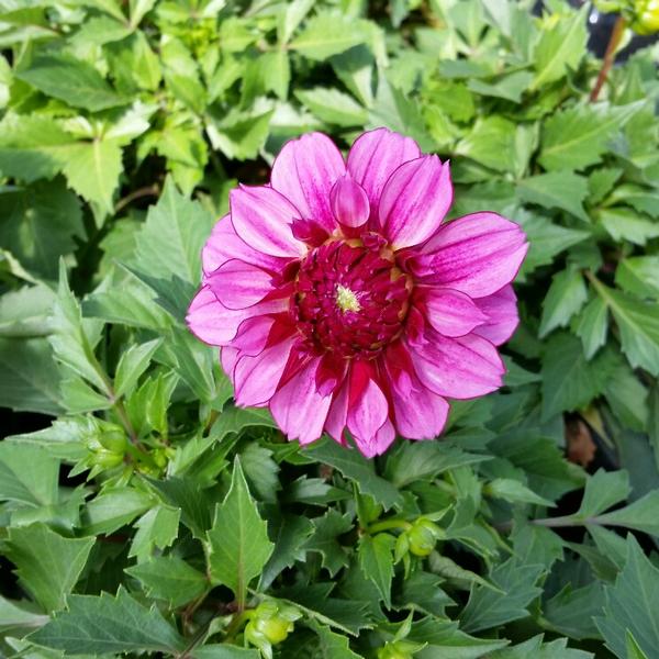 Dahlia Dahlia X Hybrida Hypnotica Purple Bicolor from American Farms