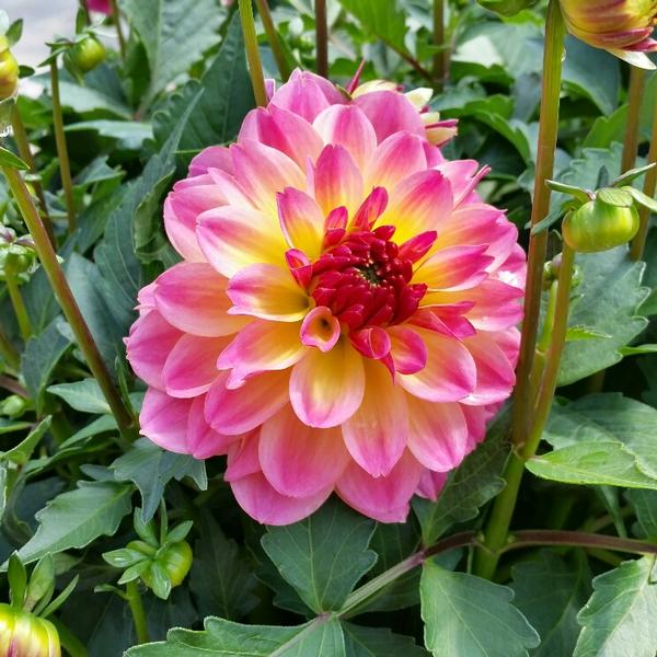 Dahlia Dahlia X Hybrida Hypnotica Rose Bicolor from American Farms