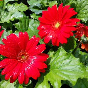 Gerbera Daisy Gerbera Jaguar Deep Orange from American Farms