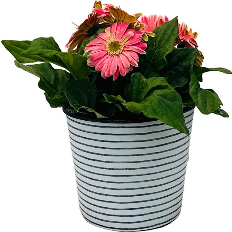 Gerbera Daisy Gerbera Daisy Jaguar Rose Picotee from American Farms