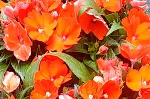 Sunpatiens Impatiens Impatiens Sunpatiens X Hybrida Hort Compact ...