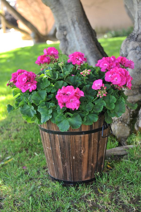 Geranium Combo Geranium Combo Survivor Blue' & 'Survivor Coral from ...