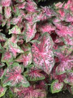 Caladium Caladium X Hortulanum Carolyn Whorton Pink from American Farms
