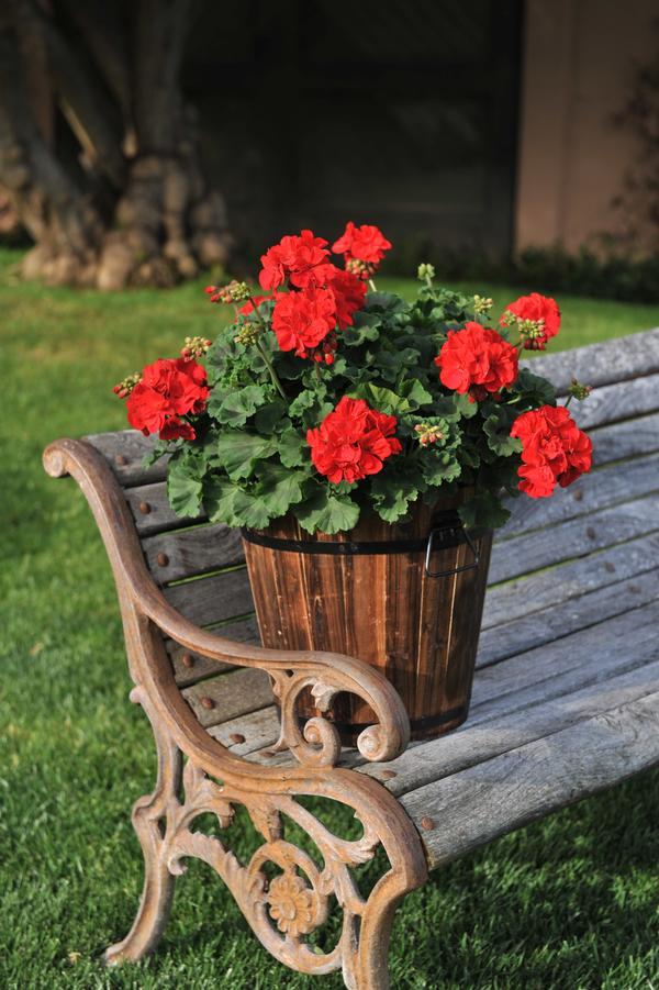 Geranium Geranium (Pelargonium) Savannah Red from American Farms