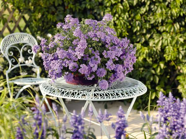 Verbena Trailing Verbena X Hybrid Empress Flair Lavender Blue from ...