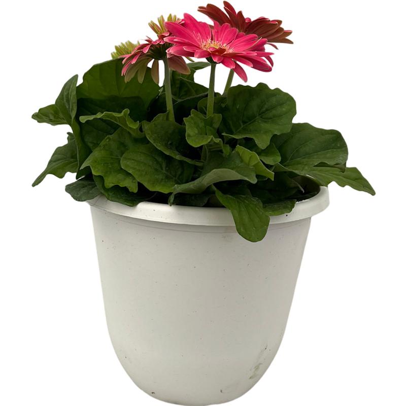 Gerbera Daisy Gerbera Daisy Jaguar Rose Picotee from American Farms